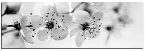 Obraz na plátně - Malé květy na větvi - panoráma 5173QA (120x45 cm)