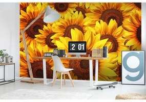 DIMEX | Vliesové fototapety na zeď Lán slunečnic MS-5-0129 | 375 x 250 cm| žlutá, hnědá