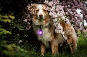 Orbiloc LED světlo na obojek Purple (Orbiloc LED světlo na obojek Purple)