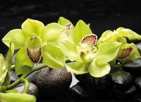 Žlutá orchidej 10 - 70 x 100 cm