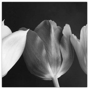 Obraz - Černobílé květy tulipánů (30x30 cm)