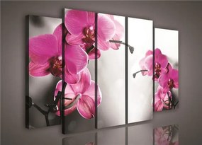 Obraz na plátně orchidej 150 x 100 cm