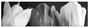 Obraz - Černobílé květy tulipánů (170x50 cm)