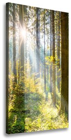 Wallmuralia Vertikální Foto obraz canvas Slunce v lese 50x100