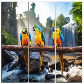 Obraz na plátně - Modro žluté Macaw - čtverec 3232B (75x75 cm)