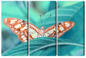 Vícedílný obraz Motýl Na Listu V Makro Měřítku Nedostatek Nedostatek Plátno Canvas 120x80