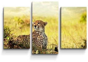 Sablio Obraz - 3-dílný Gepard - 75x50 cm