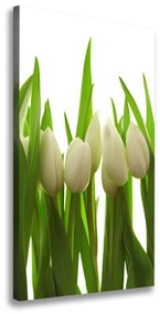 Wallmuralia Vertikální Foto obraz na plátně Bílé tulipány 50x100