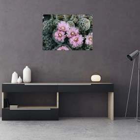 Skleněný obraz květ kaktusu (70x50 cm)