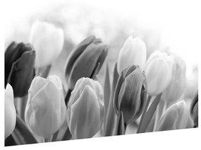 Černobílý obraz pučících tulipánů (100x70 cm)