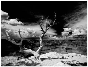 Fototapeta - Grand Canyon tree