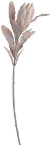 protea pastel - hnědá