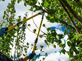 Teleskopické nůžky na větve 650-975 mm, rukojeť PP+TPR (6 ks)