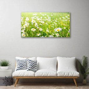 Obraz na plátně Louka Sedmikrásky Příroda 140x70 cm