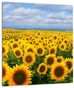 Obraz slunečnicového pole (30x30 cm)