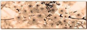 Obraz na plátně - Třešňový květ - panoráma 5279FA (105x35 cm)