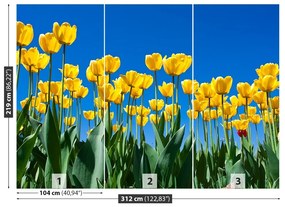 Fototapeta Tulipán Květiny 104x70