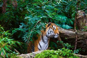 DIMEX | Samolepicí vliesová fototapeta na zeď Tygr v džungli MA-5-0622 | 375 x 250 cm | zelená, černá, oranžová