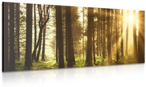 Obraz les zalitý sluncem Varianta: 120x60