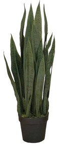 Hrnková rostlina - SANSEWERIA
ZELENICA M