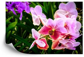Fototapeta Barevné Orchideje 3D Omyvatelný vlies 135x90