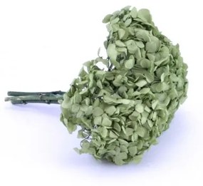 Hortenzie premium Mint green - světle zelená