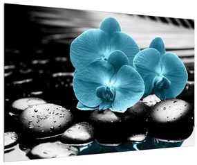 Obraz modrých květů orchideje (90x60 cm)