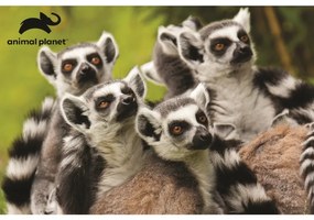 PRIME 3D PUZZLE - Lemur 150 dílků