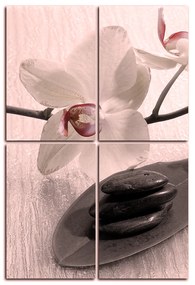 Obraz na plátně - Květy orchideje - obdélník 762FD (120x80 cm)