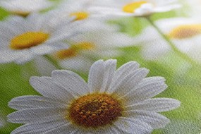 Obraz jarní louka plná květin Varianta: 120x80