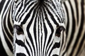 Pětidílná vliesová fototapeta Zebra, rozměr 375x250cm, MS-5-0234