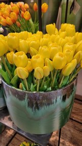 Kytice 5ks žlutých realistických tulipánů - 40cm