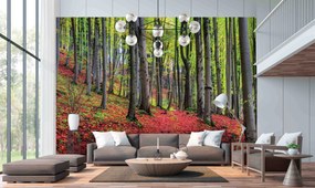 Malvis ® Tapeta Barevný les Vel. (šířka x výška): 360 x 260 cm