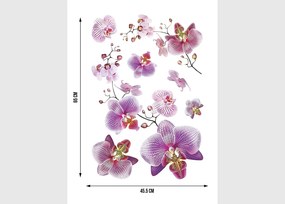 Samolepka na zeď Orchideje | 42.5 x 65 cm | DSM3440