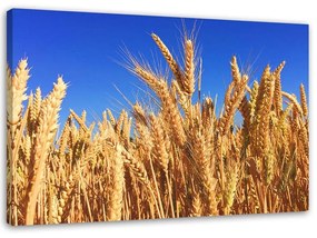 Obraz na plátně Kukuřičný klas Harvest Nature Gold - 100x70 cm