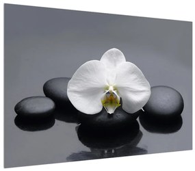 Obraz orchideje (100x70 cm)