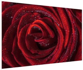 Obraz červené růže (120x80 cm)