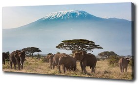 Wallmuralia Foto obraz na plátně Sloni Kilimandžaro 100x50