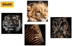 Set obrazů divoká zvířata - 4x 40x40 cm