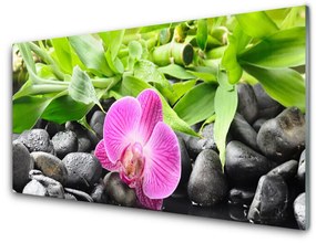 Plexisklo-obraz Květiny Orchidej Kameny Zen 100x50 cm