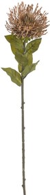 leucospermum 73 cm - hnědá