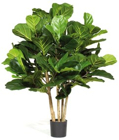 Ficus LYRATA EXTRA 90 cm