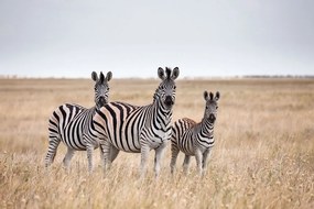 Fototapeta tři zebry v savanu - 225x150 cm