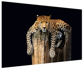 Obraz geparda (120x80 cm)