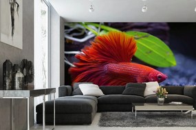 DIMEX | Samolepicí vliesová fototapeta na zeď Červená ryba MA-5-0520 | 375 x 250 cm | zelená, červená, černá, šedá