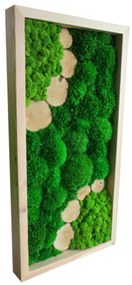 OznTo Živý obraz mech dřevo 2 rozměry,zelený,4druhy Barva rámečku: Hnědá, Rozměr rámečku: 25x60cm