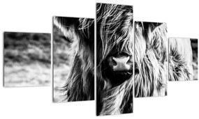 Obraz - Highland - Skotská kráva (125x70 cm)
