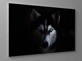 Obraz pes husky Rozměr: 120 x 80 cm