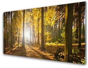 Obraz na skle Les Listy Rostlina Příroda 125x50 cm