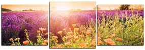 Obraz na plátně - Levandulové pole zalité sluncem - panoráma 565D (120x40 cm)